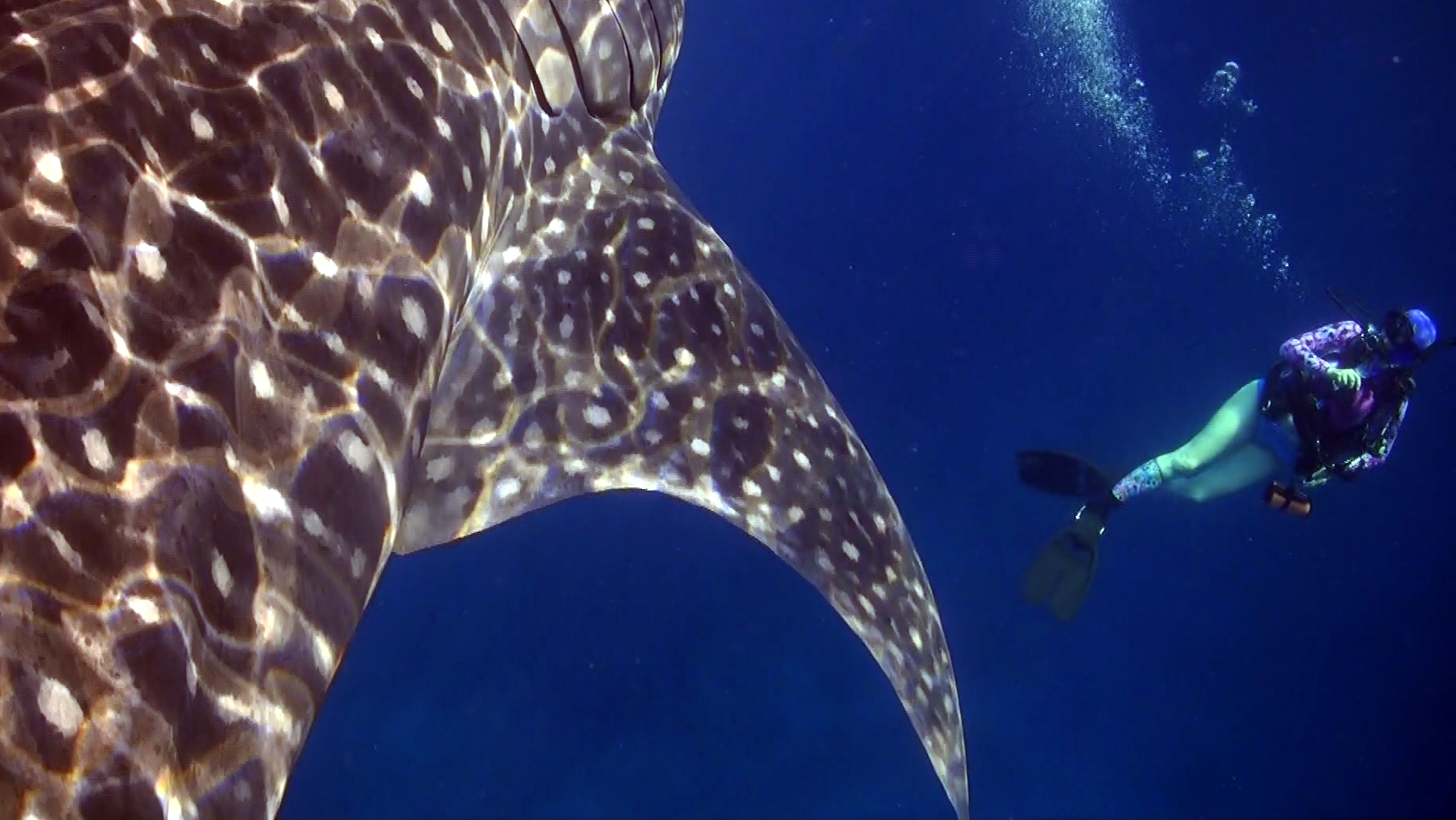 Philippines Aggressor II | Adventure Logs