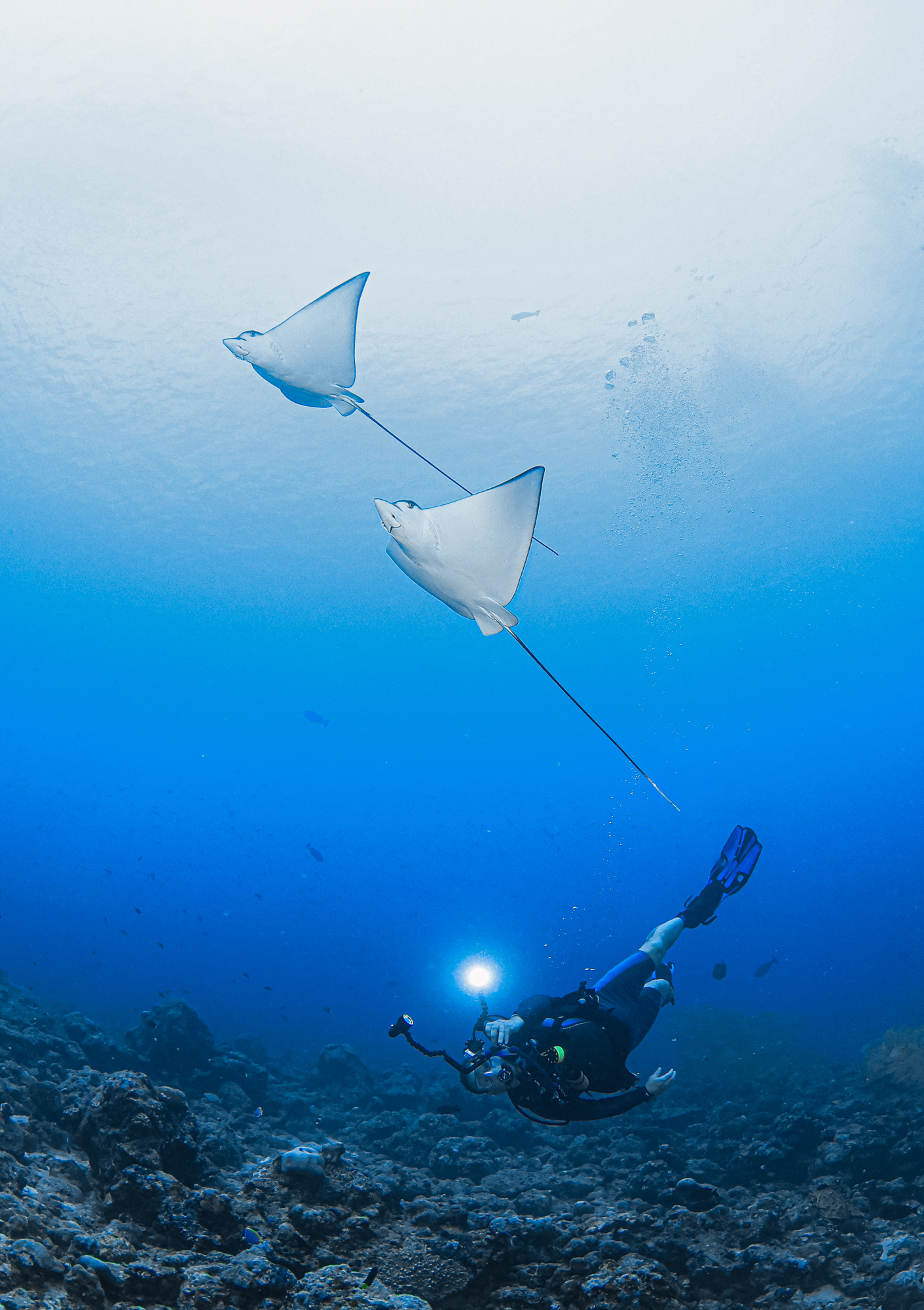 Maldives Aggressor II | Adventure Logs