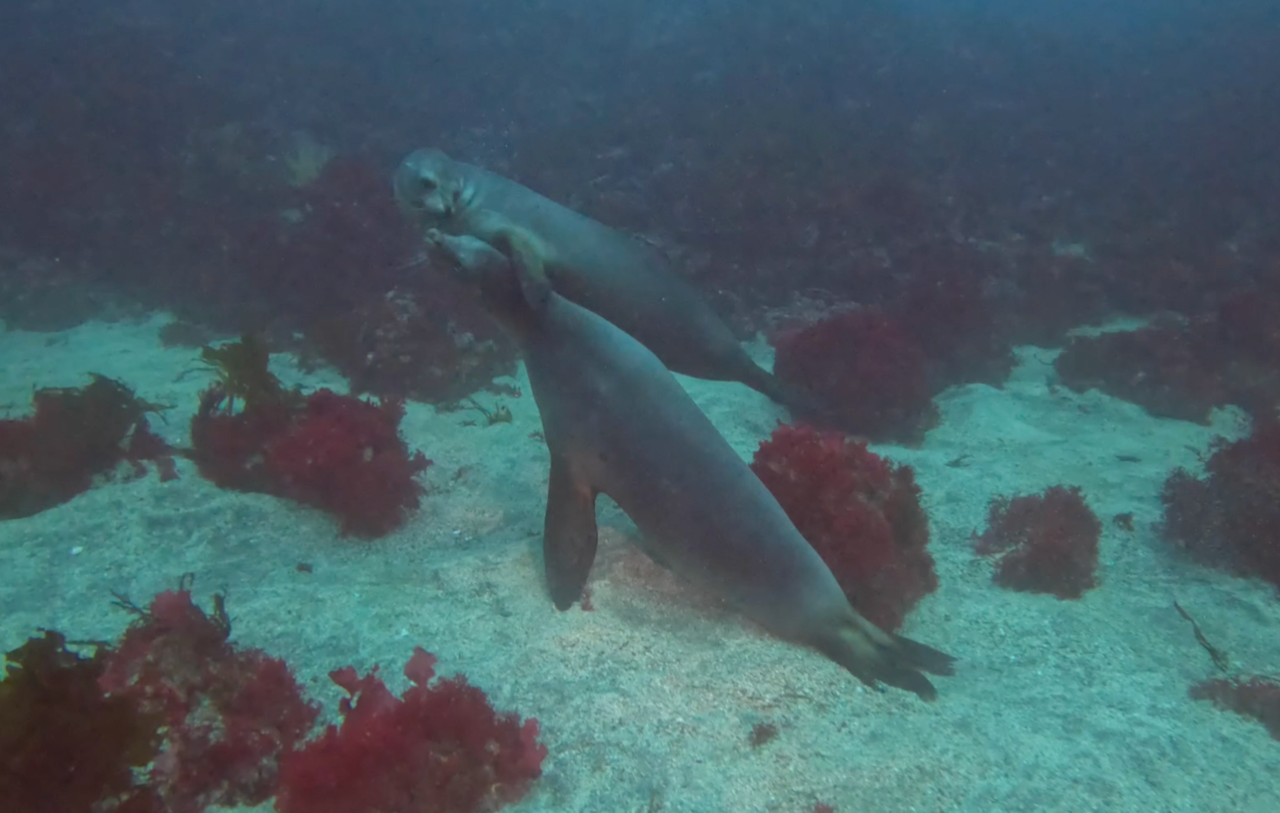 Galapagos Aggressor III | Adventure Logs