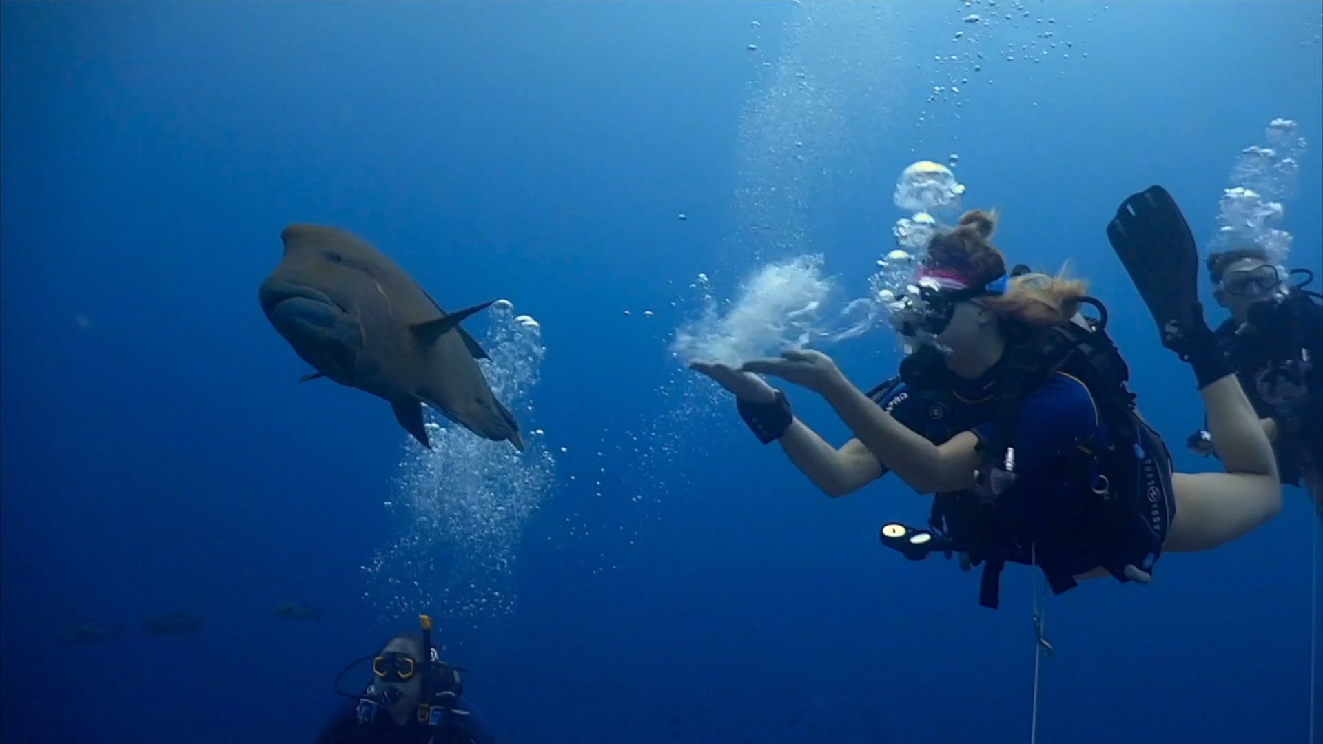 Palau Aggressor II | Adventure Logs