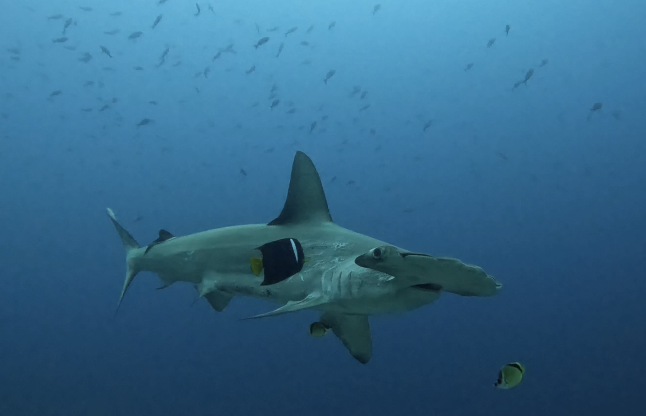 Galapagos Aggressor III | Adventure Logs