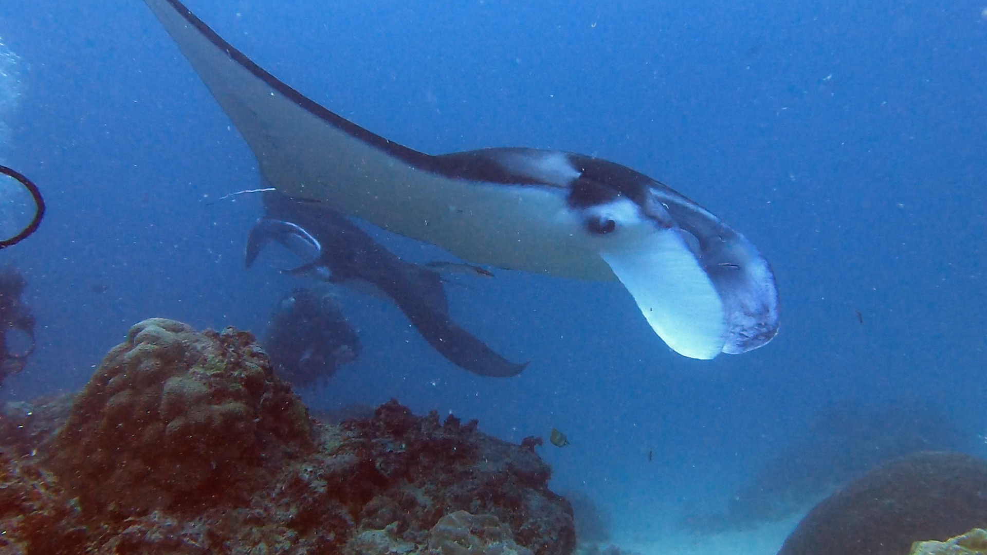 Palau Aggressor II | Adventure Logs