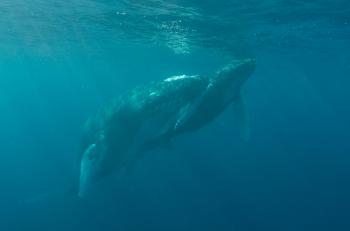 Turks & Caicos Aggressor II Dominican Republic (Snorkeling Only ...