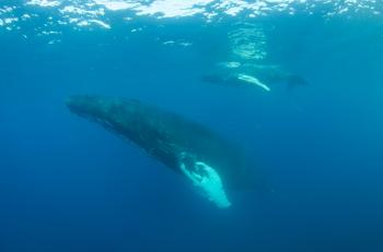 Turks & Caicos Aggressor II Dominican Republic (Snorkeling Only ...