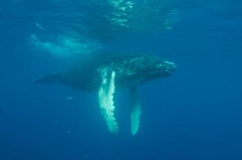 Turks & Caicos Aggressor II Dominican Republic (Snorkeling Only ...
