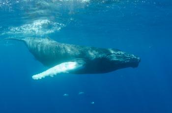 Turks & Caicos Aggressor II Dominican Republic (Snorkeling Only ...