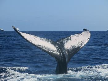 Turks & Caicos Aggressor II Dominican Republic (Snorkeling Only ...