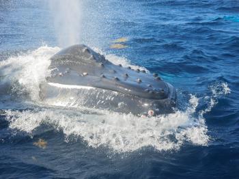 Turks & Caicos Aggressor II Dominican Republic (Snorkeling Only ...