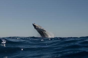 Turks & Caicos Aggressor II Dominican Republic (Snorkeling Only ...