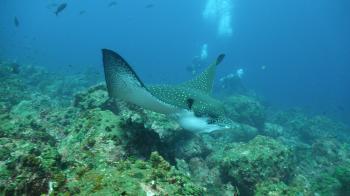 Galapagos Aggressor III | Adventure Logs