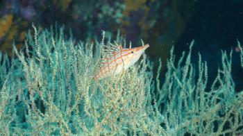 Galapagos Aggressor III | Adventure Logs