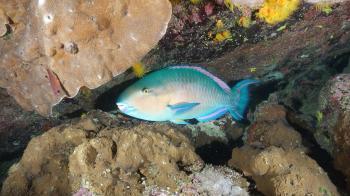 Galapagos Aggressor III | Adventure Logs