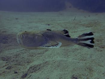 Roatan Aggressor | Adventure Logs