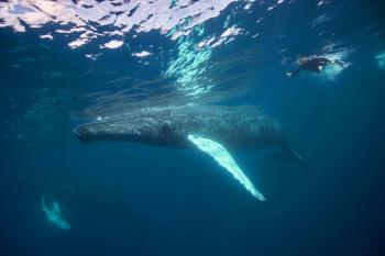 Turks & Caicos Aggressor II Dominican Republic (Snorkeling Only ...