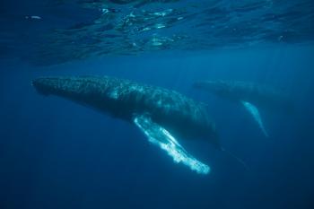 Turks & Caicos Aggressor II Dominican Republic (Snorkeling Only ...