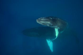 Turks & Caicos Aggressor II Dominican Republic (Snorkeling Only ...