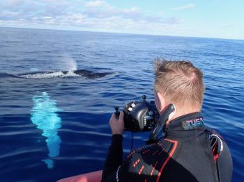 Turks & Caicos Aggressor II Dominican Republic (Snorkeling Only ...