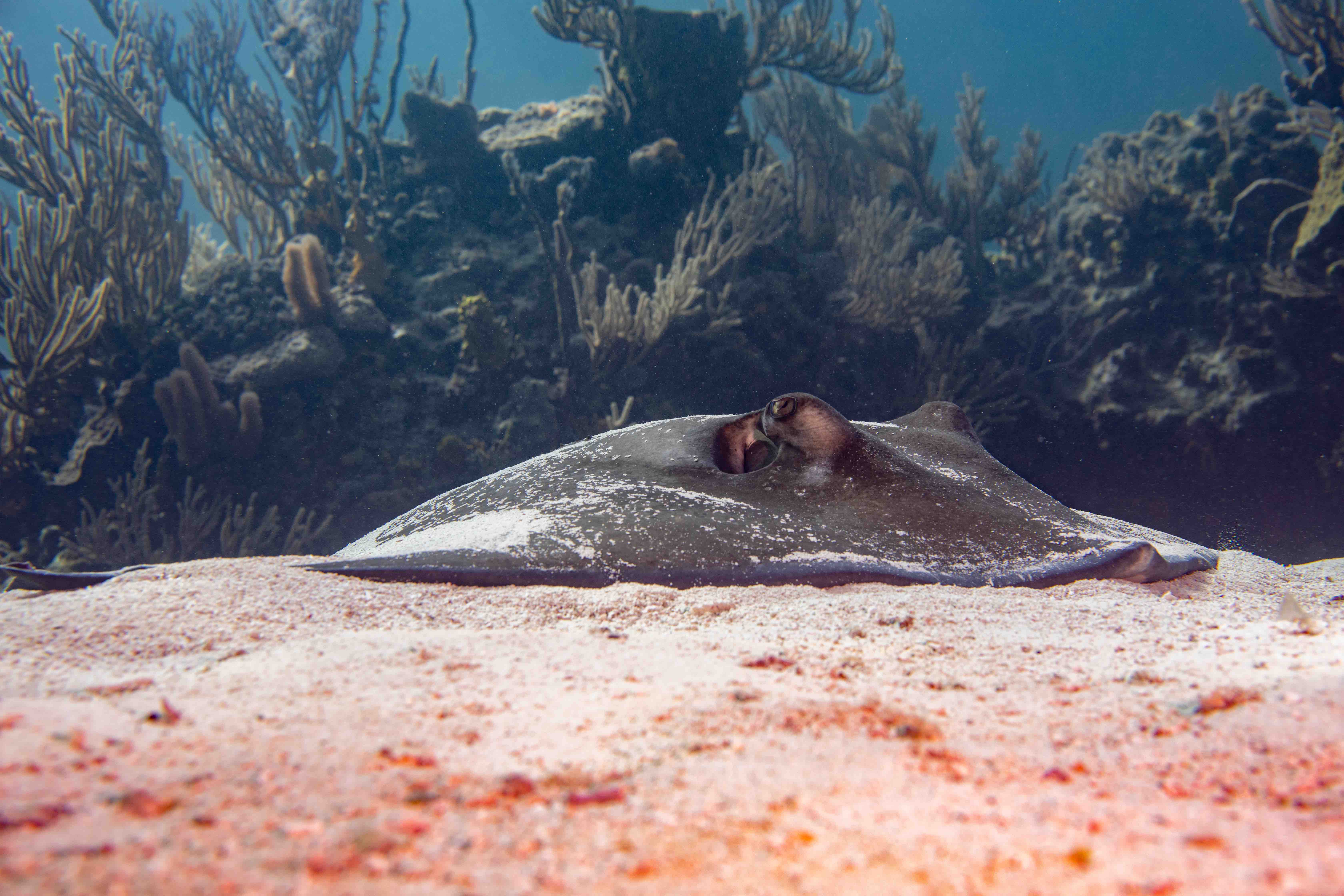 Bahamas Aggressor | Adventure Logs