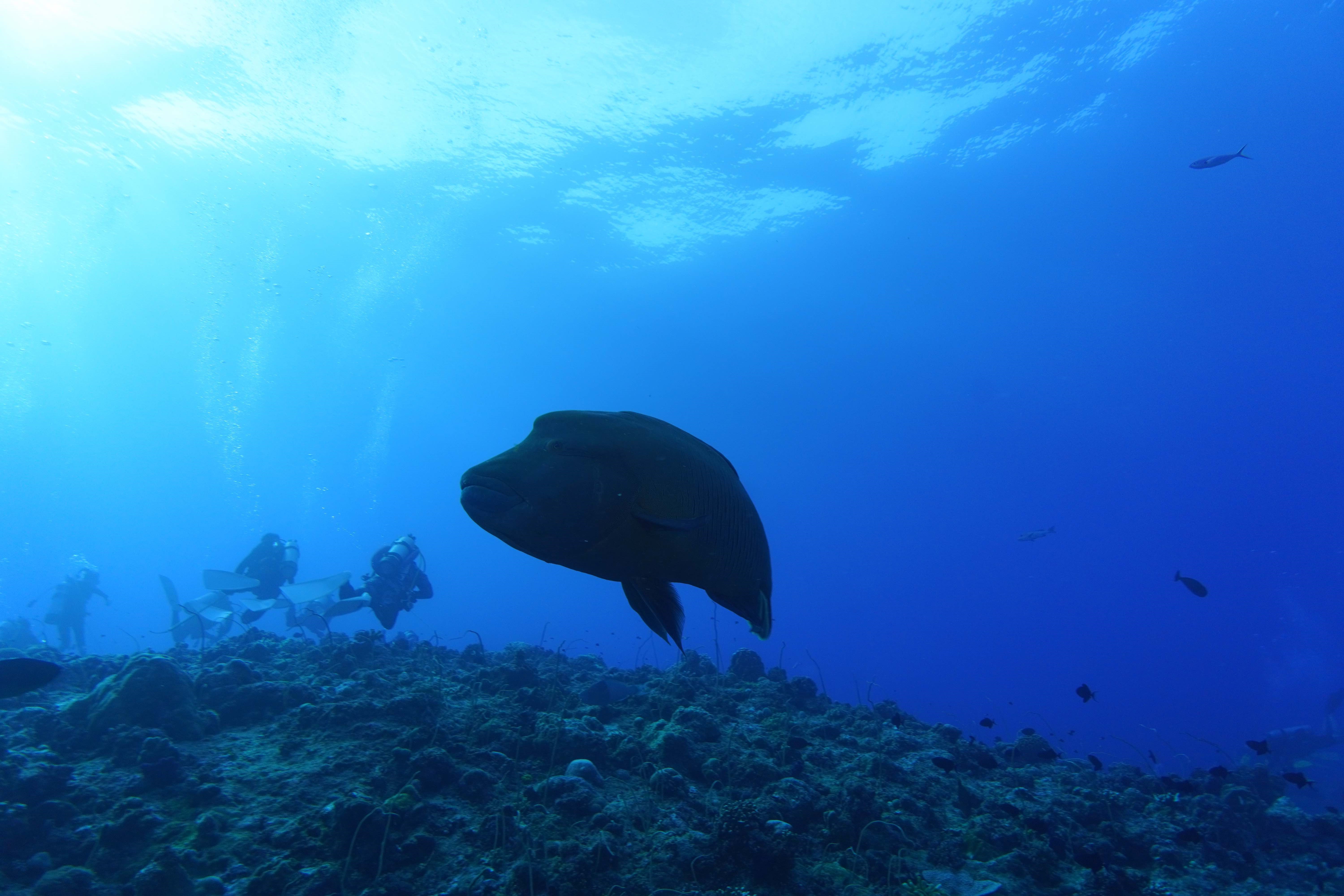 Palau Aggressor II | Adventure Logs