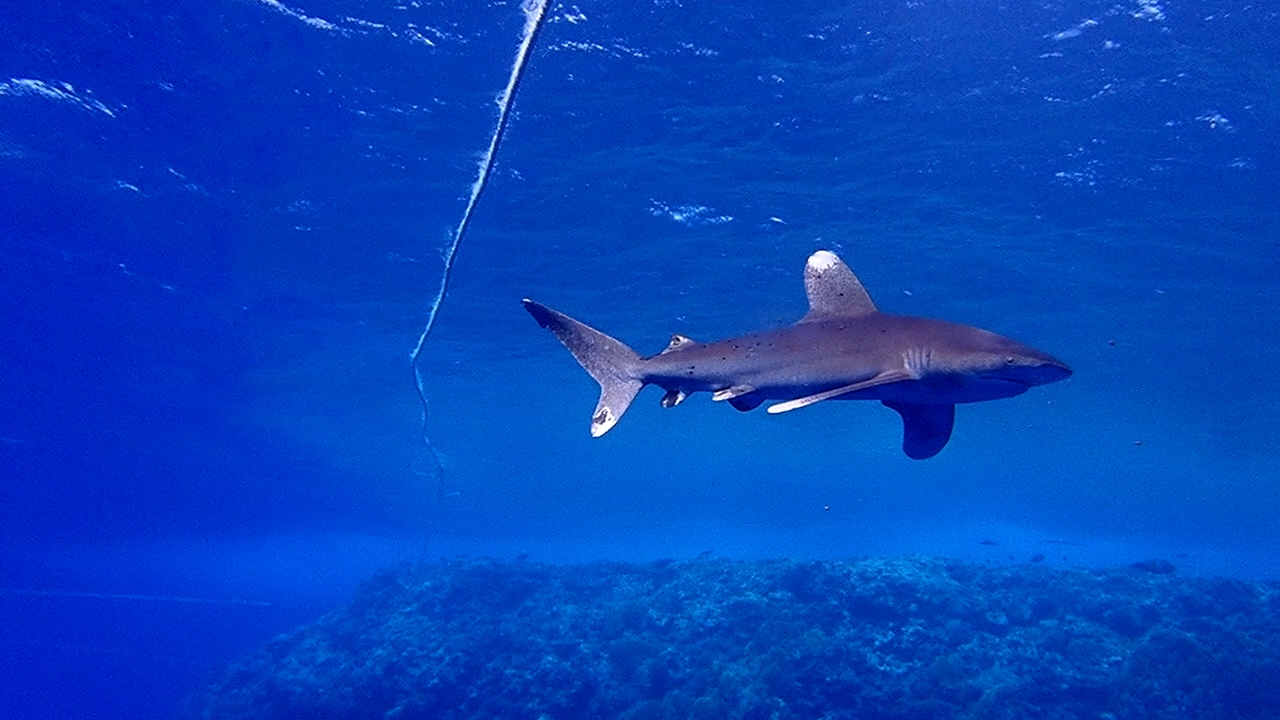 Red Sea Aggressor IV | Adventure Logs