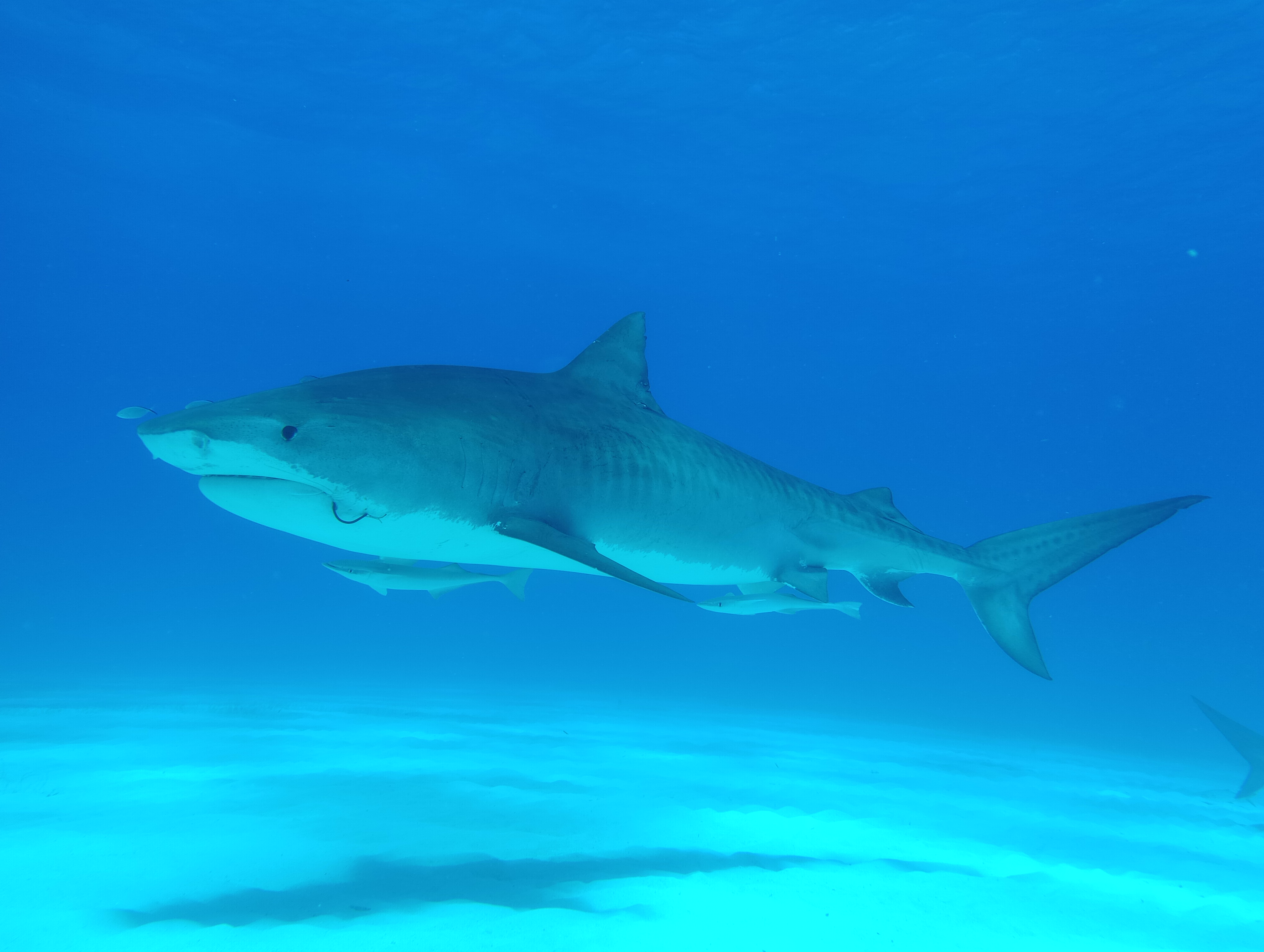 Bahamas Aggressor | Adventure Logs