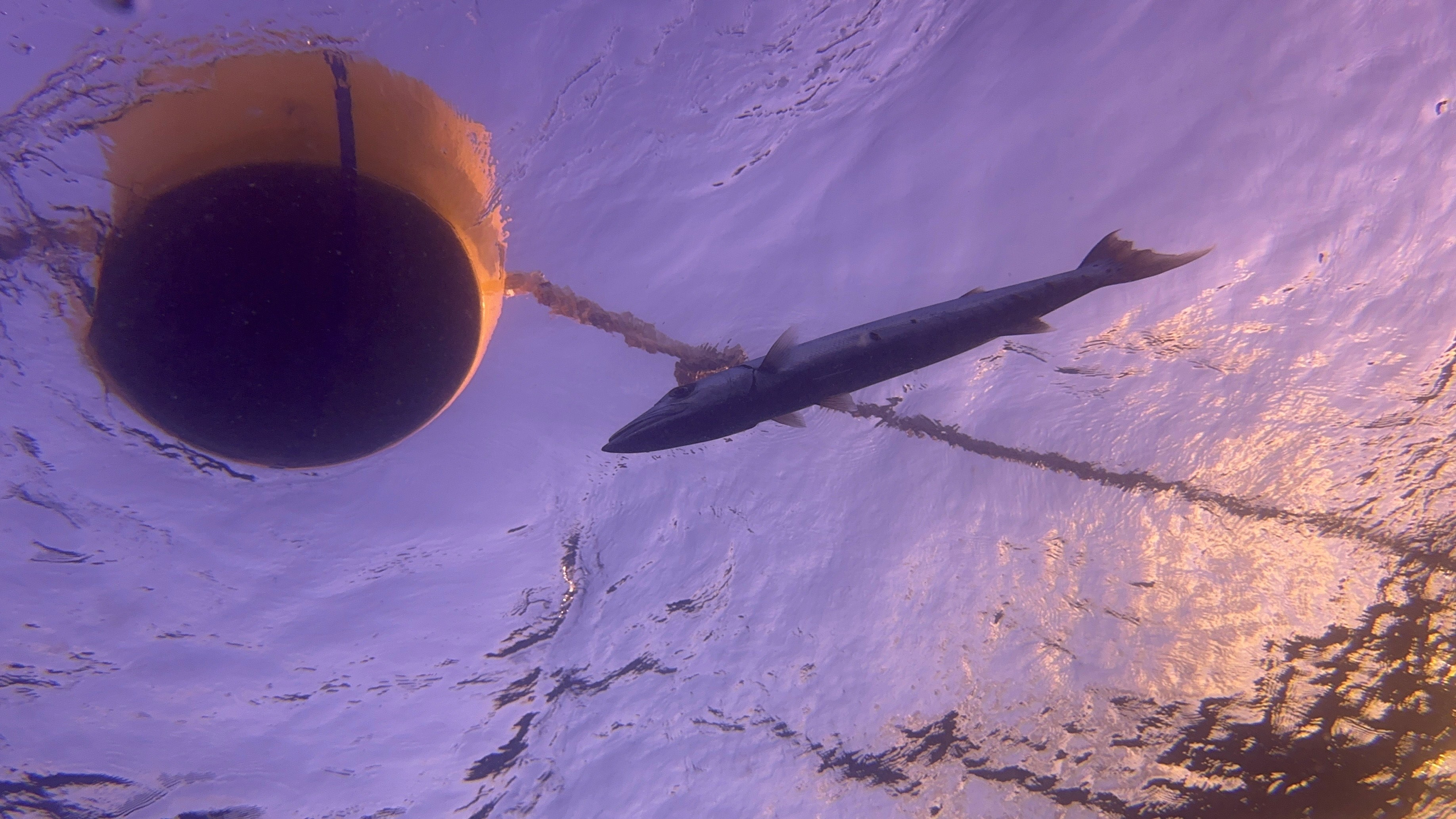 BVI Aggressor | Adventure Logs