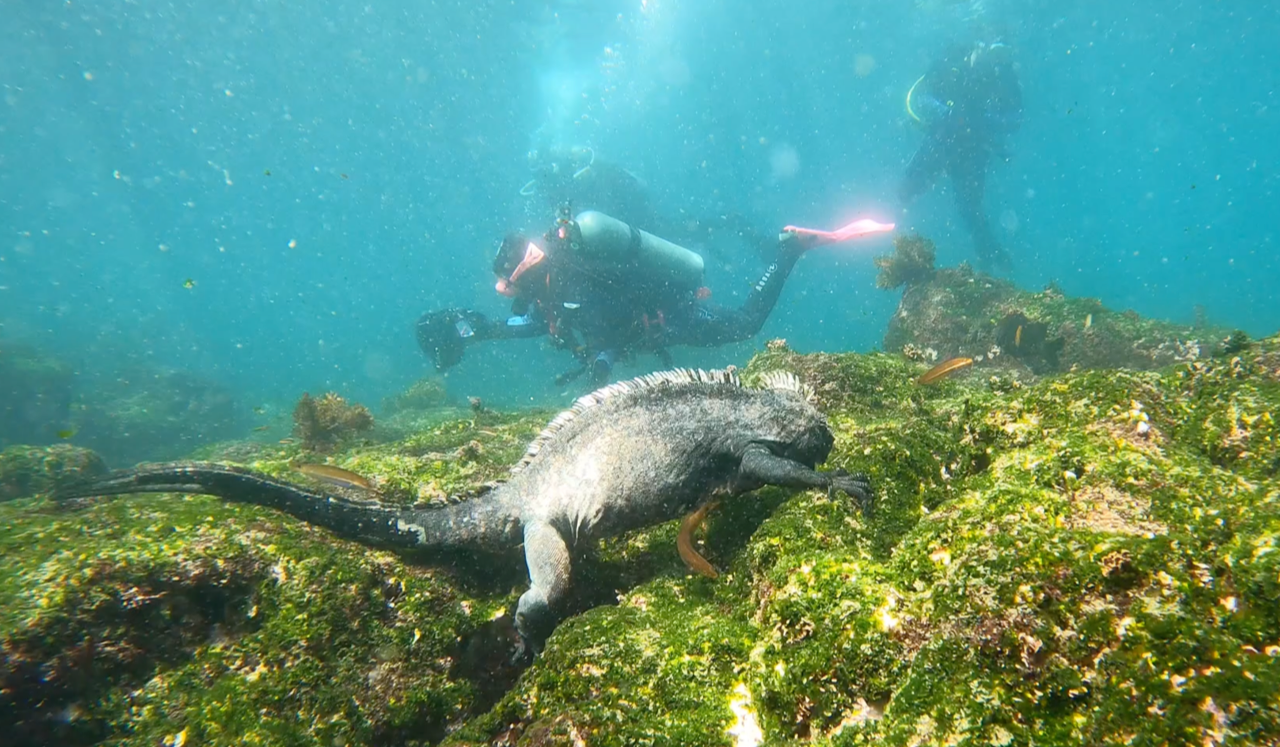 Galapagos Aggressor III | Adventure Logs