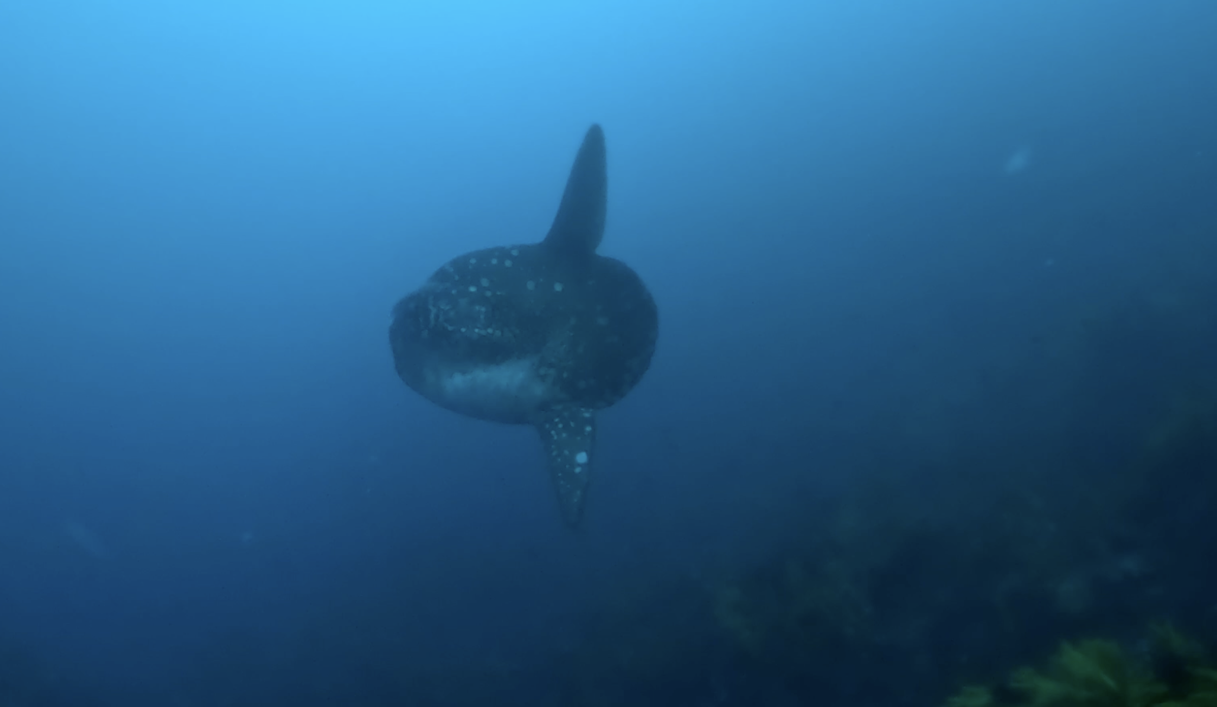 Galapagos Aggressor III | Adventure Logs