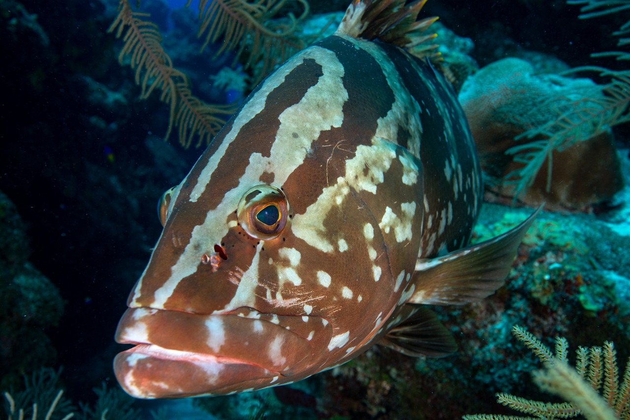 Belize Aggressor III | Adventure Logs