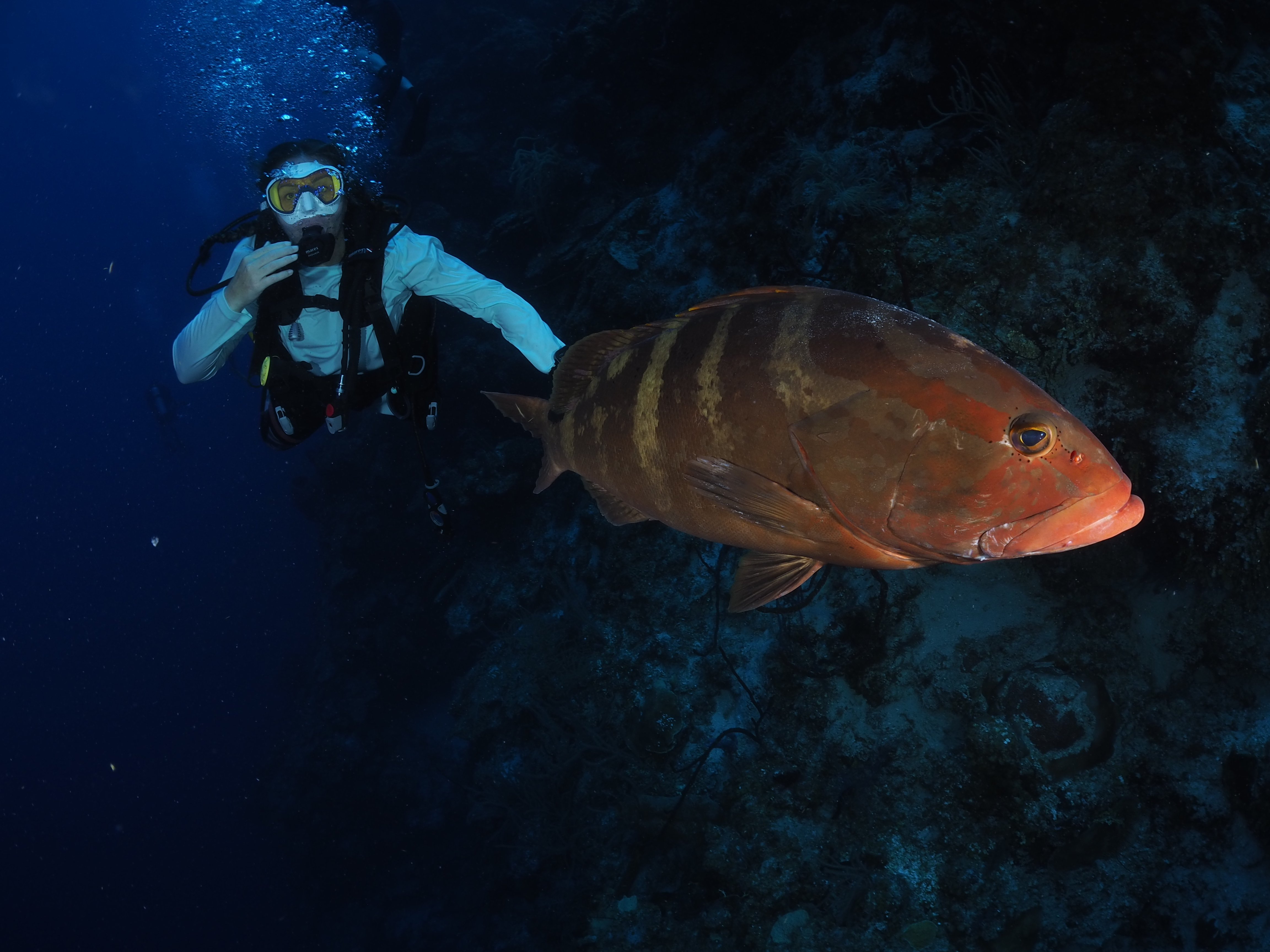 Belize Aggressor IV | Adventure Logs