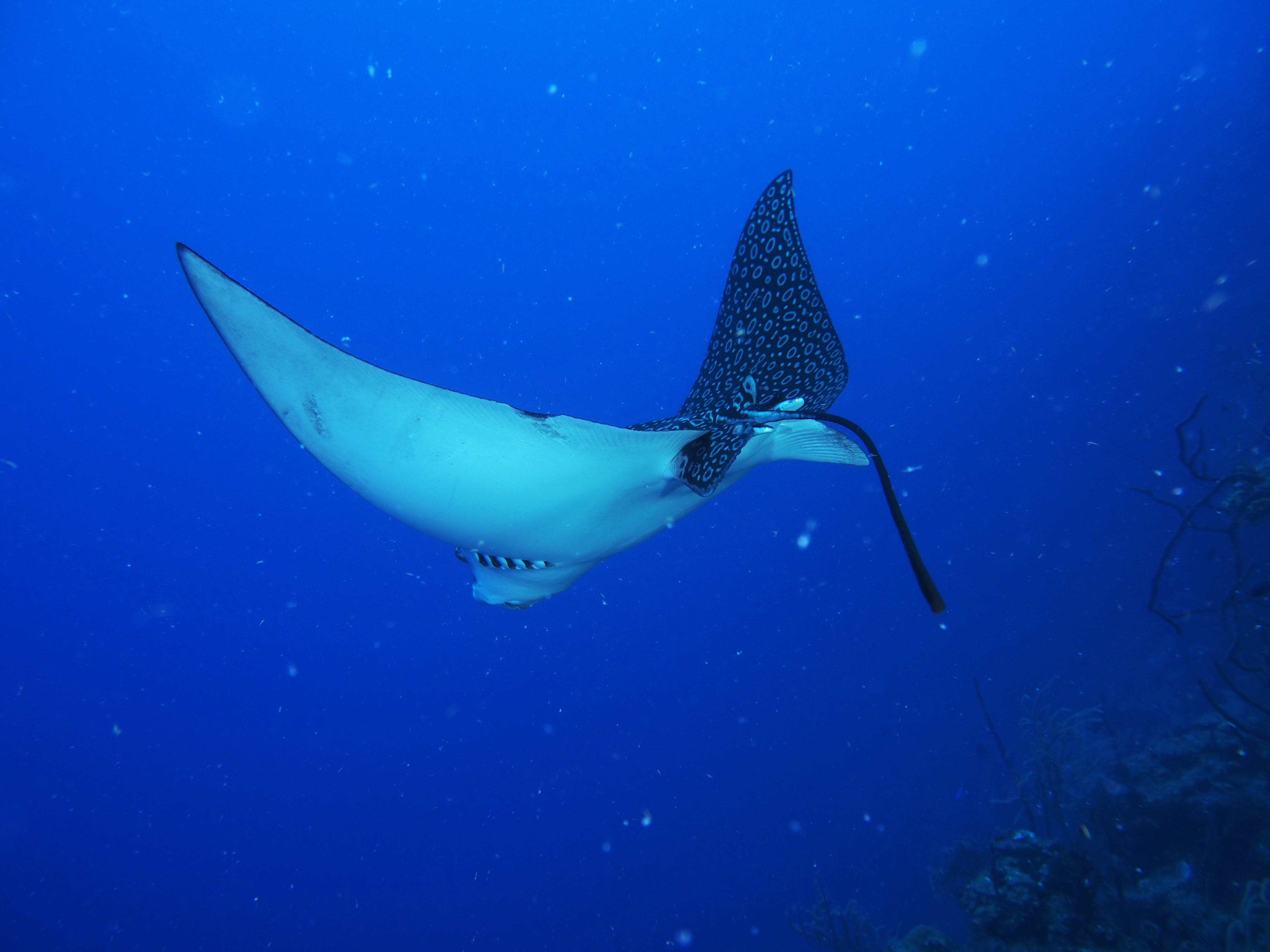 Belize Aggressor IV | Adventure Logs