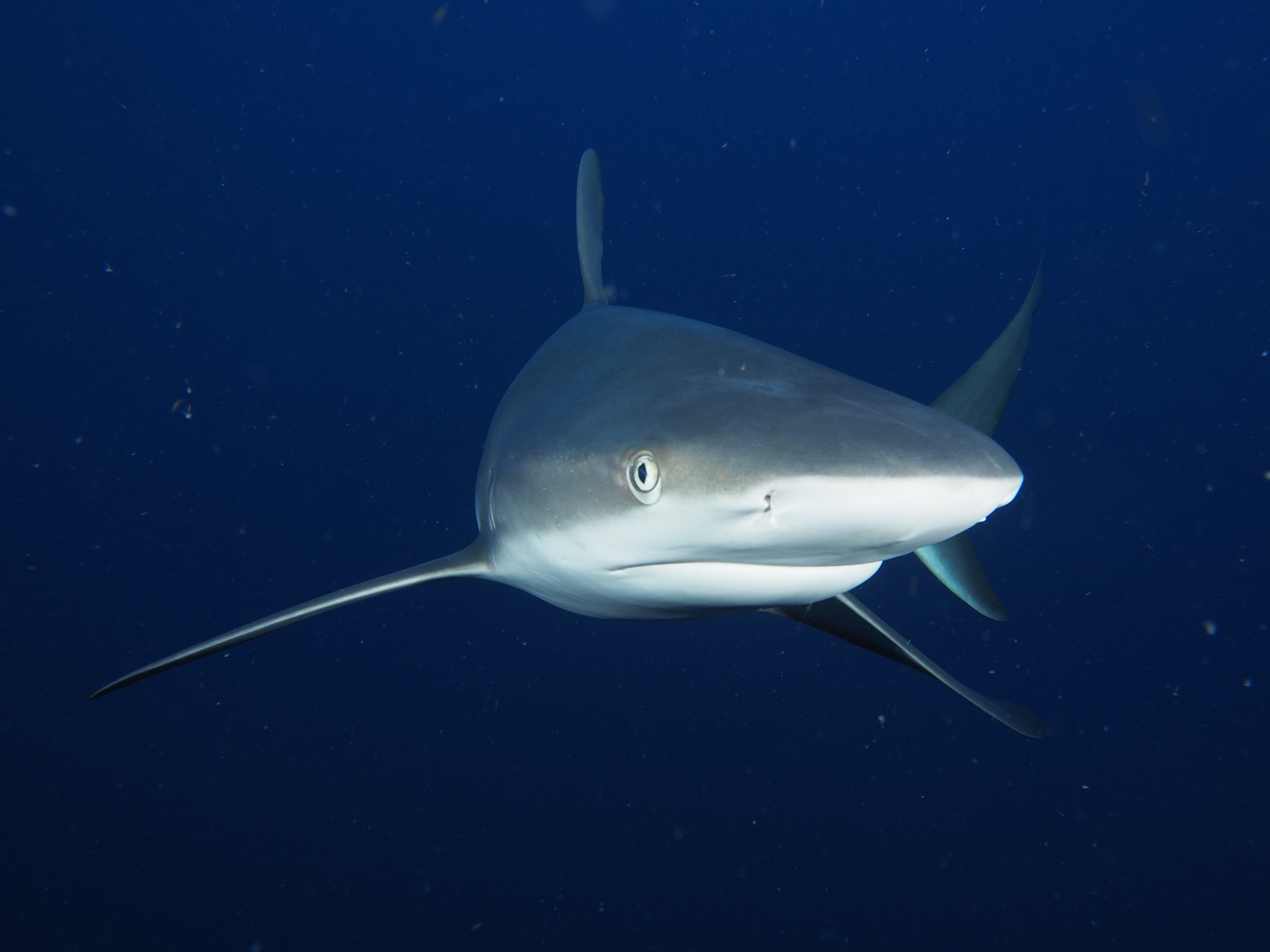 Belize Aggressor IV | Adventure Logs