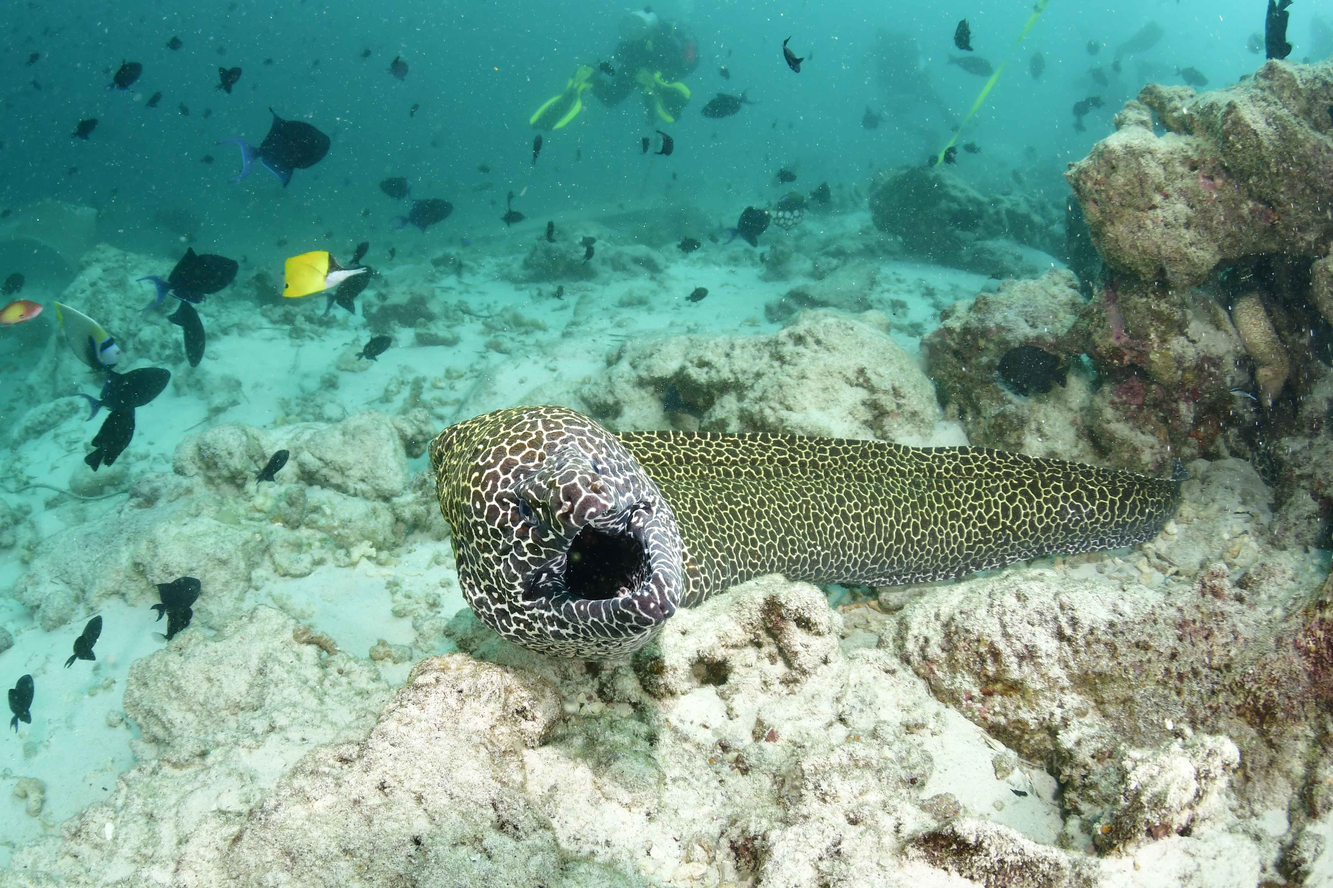 Maldives Aggressor II | Adventure Logs