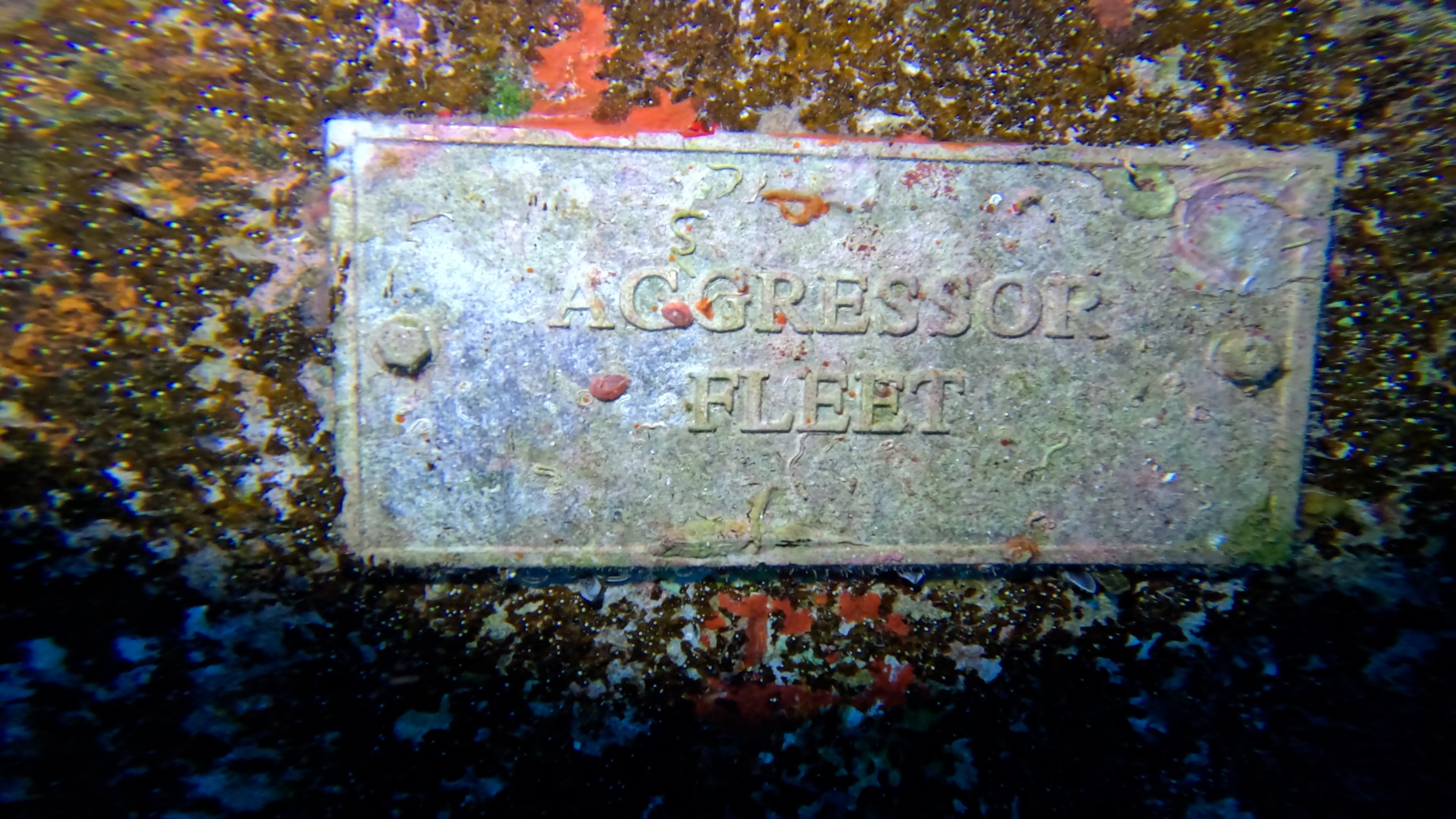 Cayman Aggressor IV | Adventure Logs