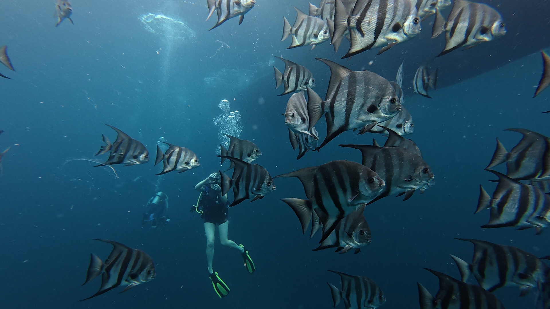 Bahamas Aggressor I | Adventure Logs