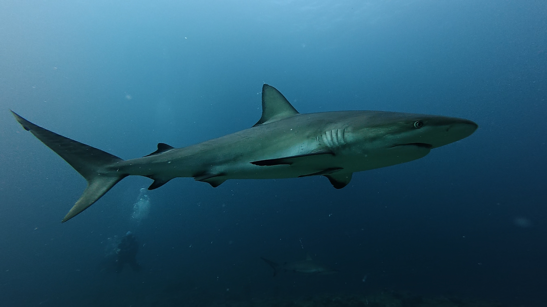 Bahamas Aggressor I | Adventure Logs