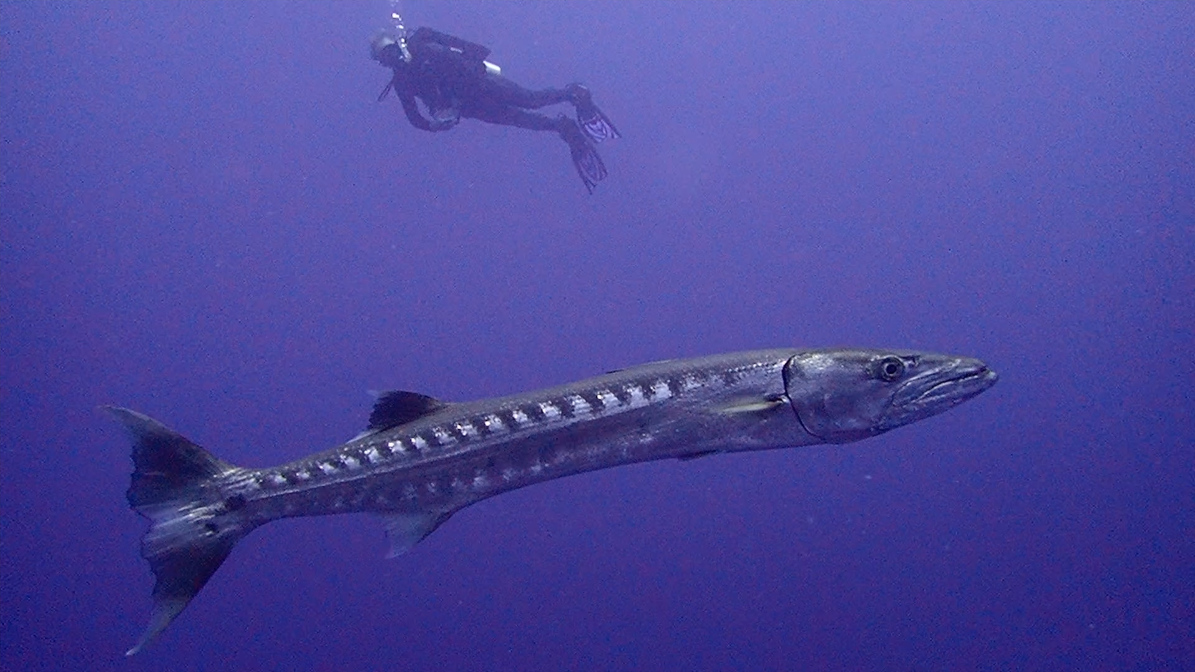 Philippines Aggressor I | Adventure Logs