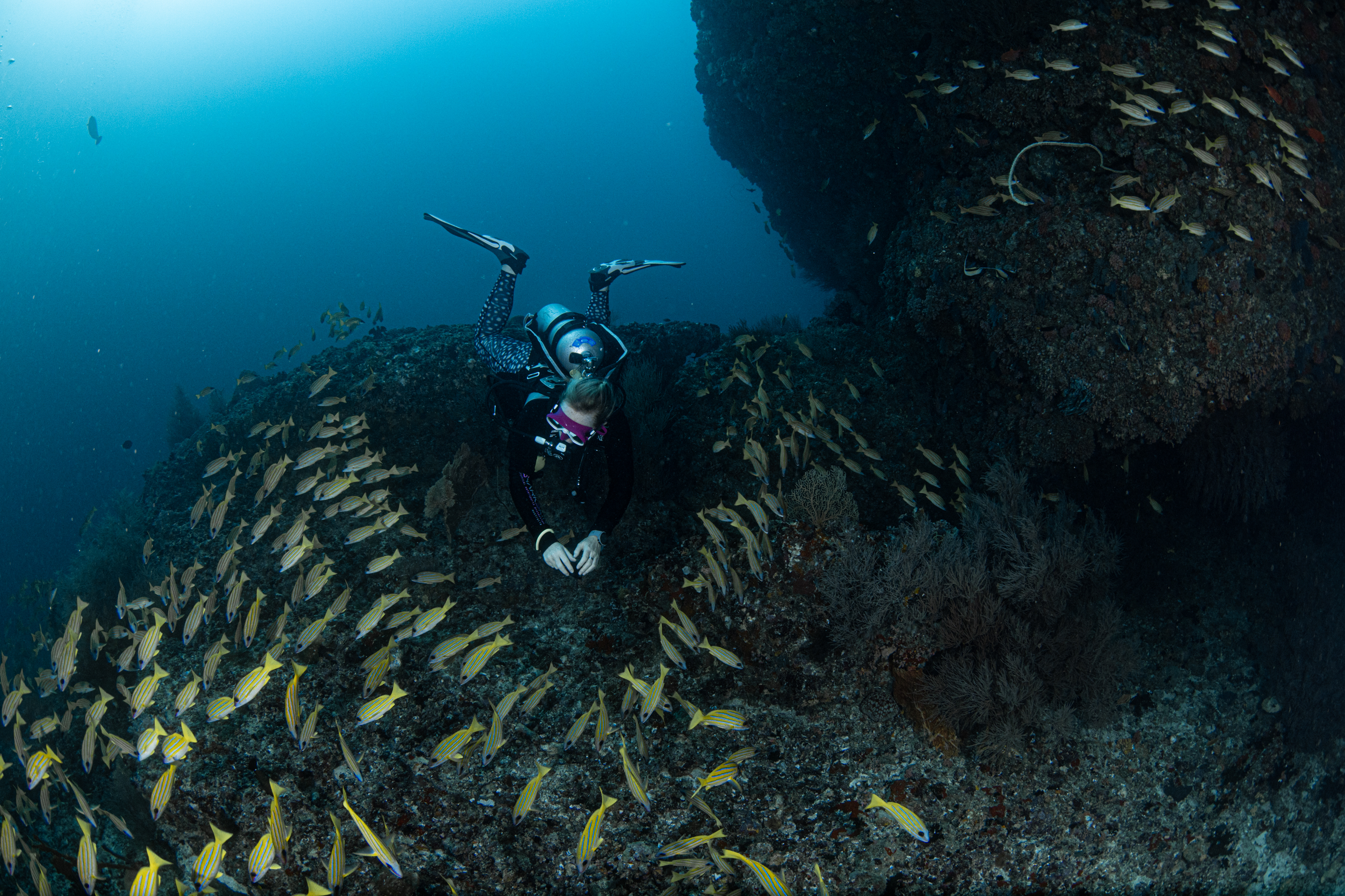 Maldives Aggressor II | Adventure Logs