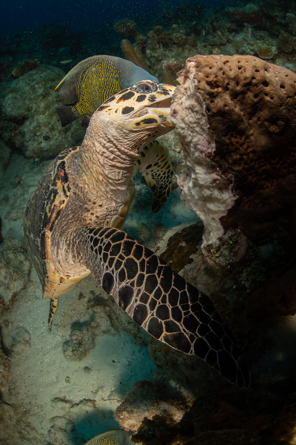 Cayman Aggressor IV | Adventure Logs