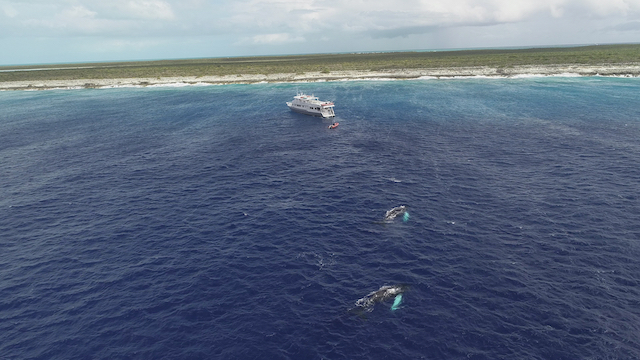 Turks & Caicos Aggressor II | Adventure Logs