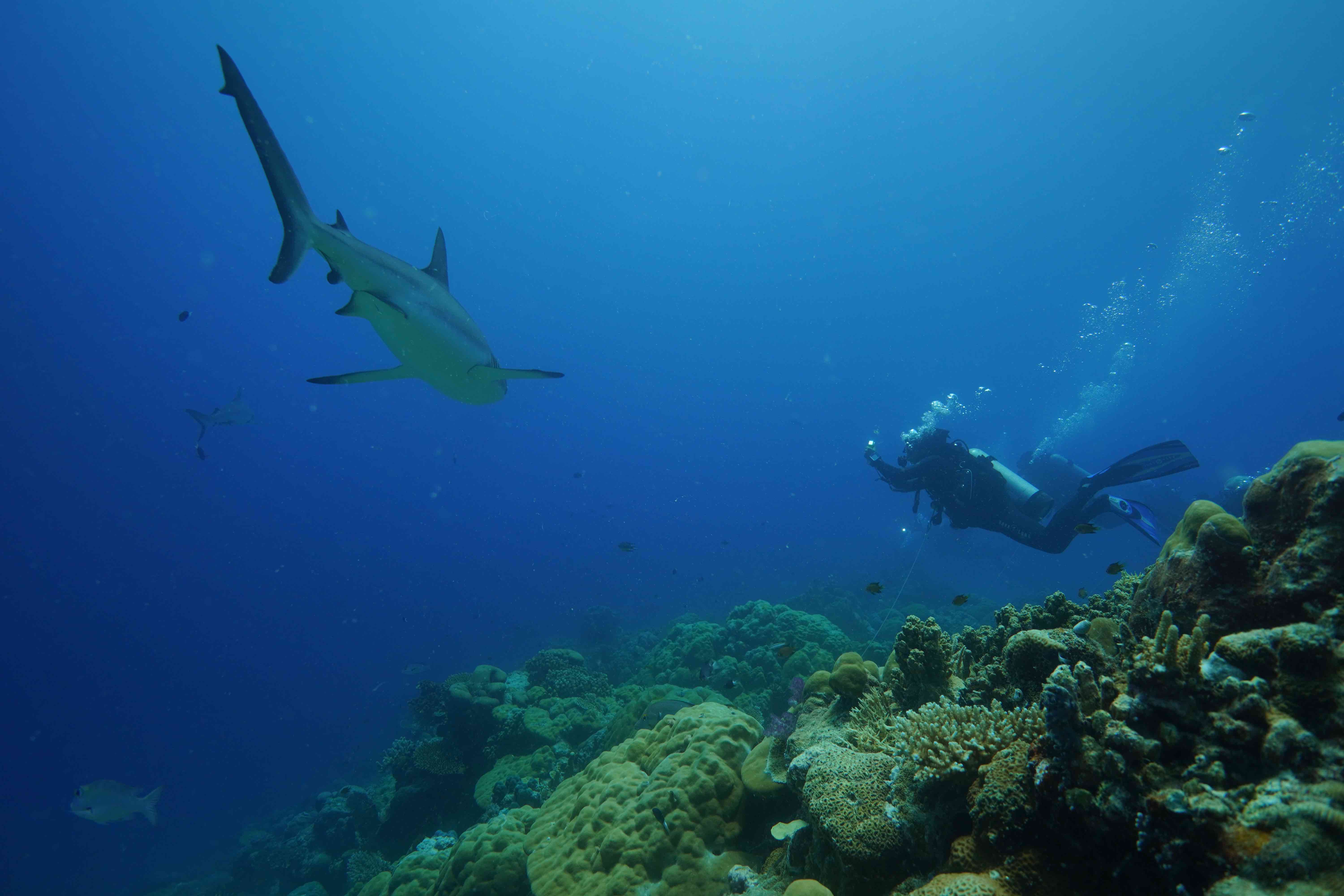 Palau Aggressor II | Adventure Logs