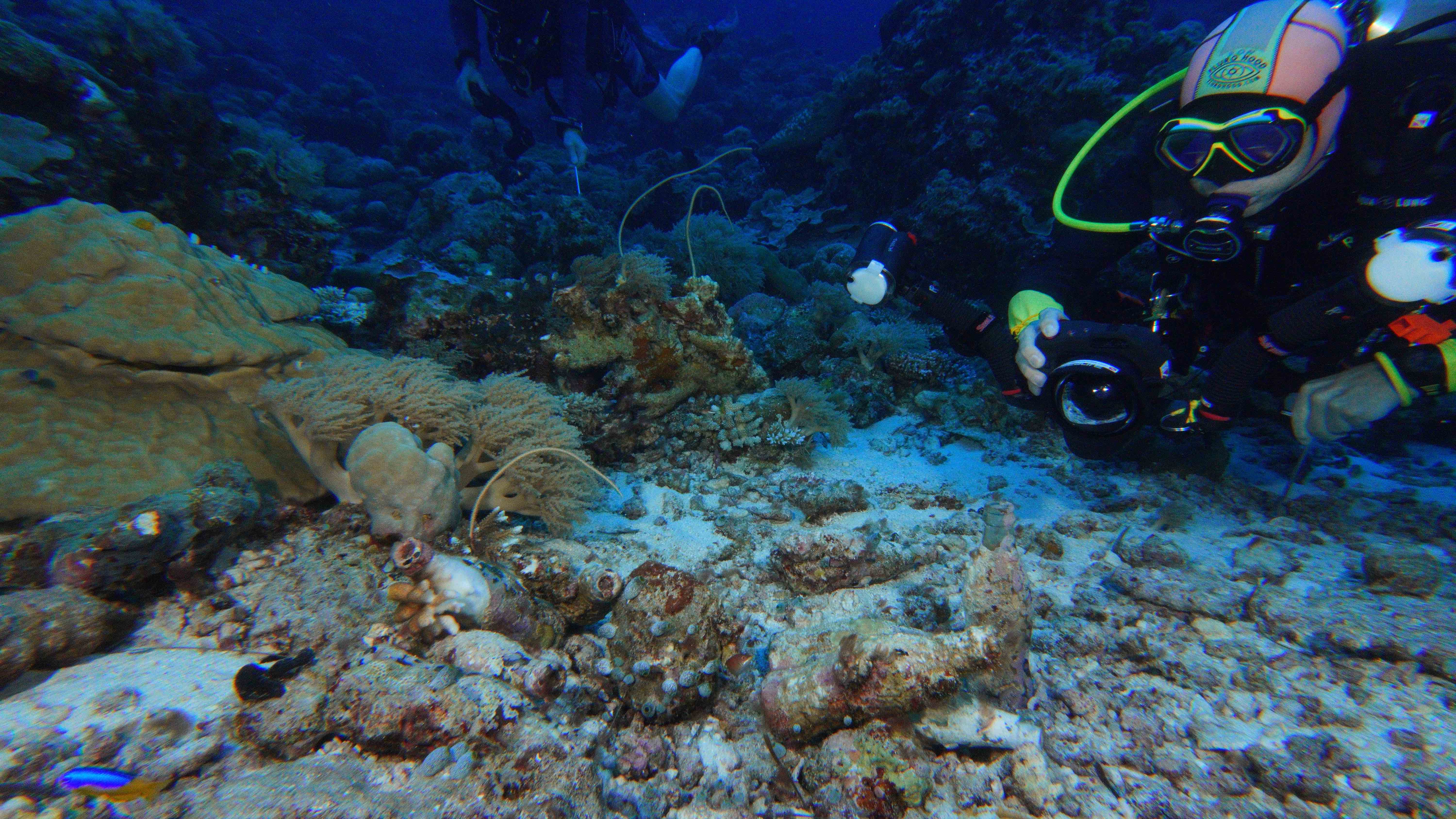 Palau Aggressor II | Adventure Logs