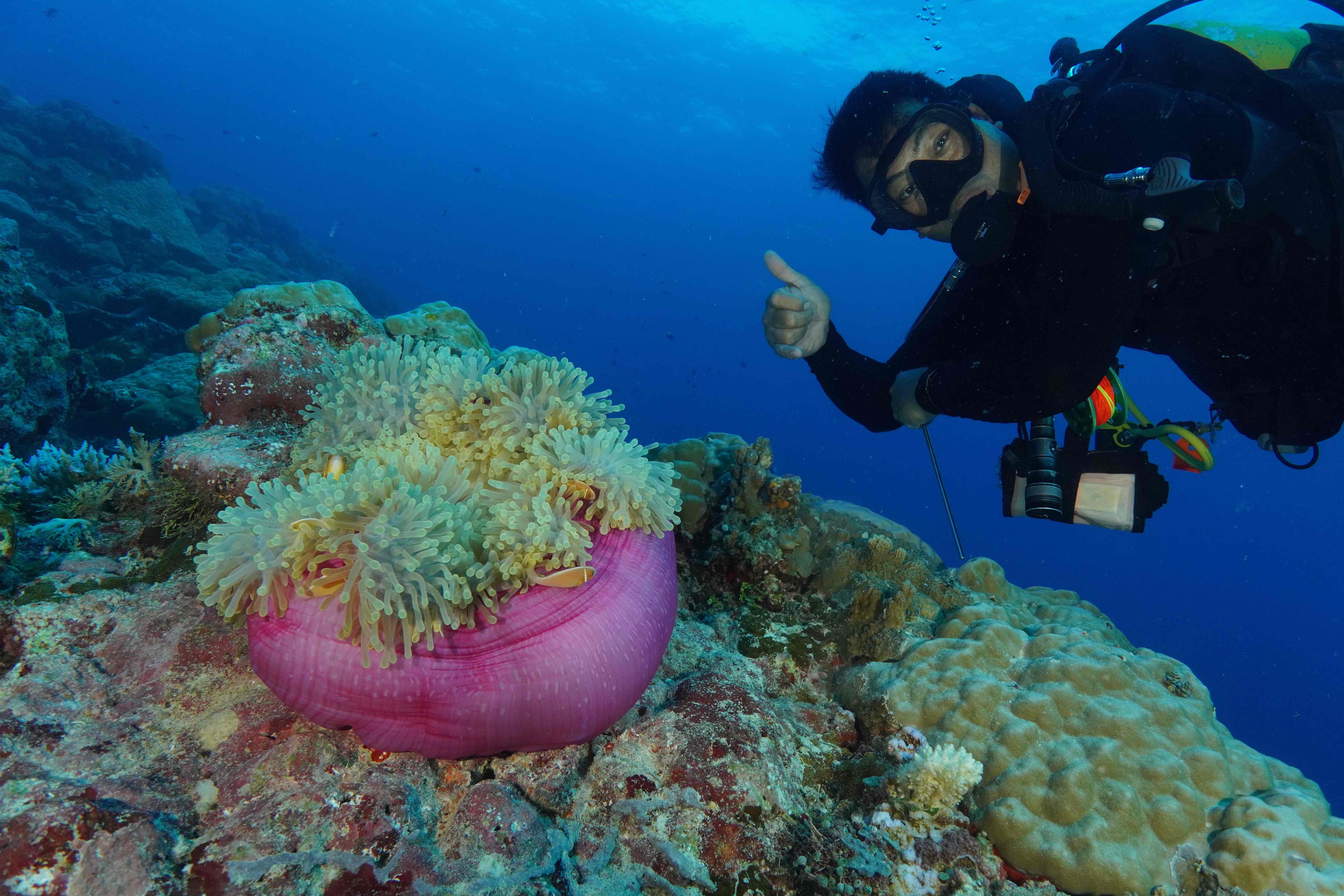 Palau Aggressor II | Adventure Logs