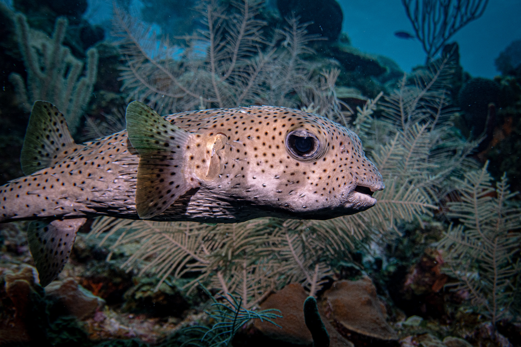 Cayman Aggressor IV | Adventure Logs