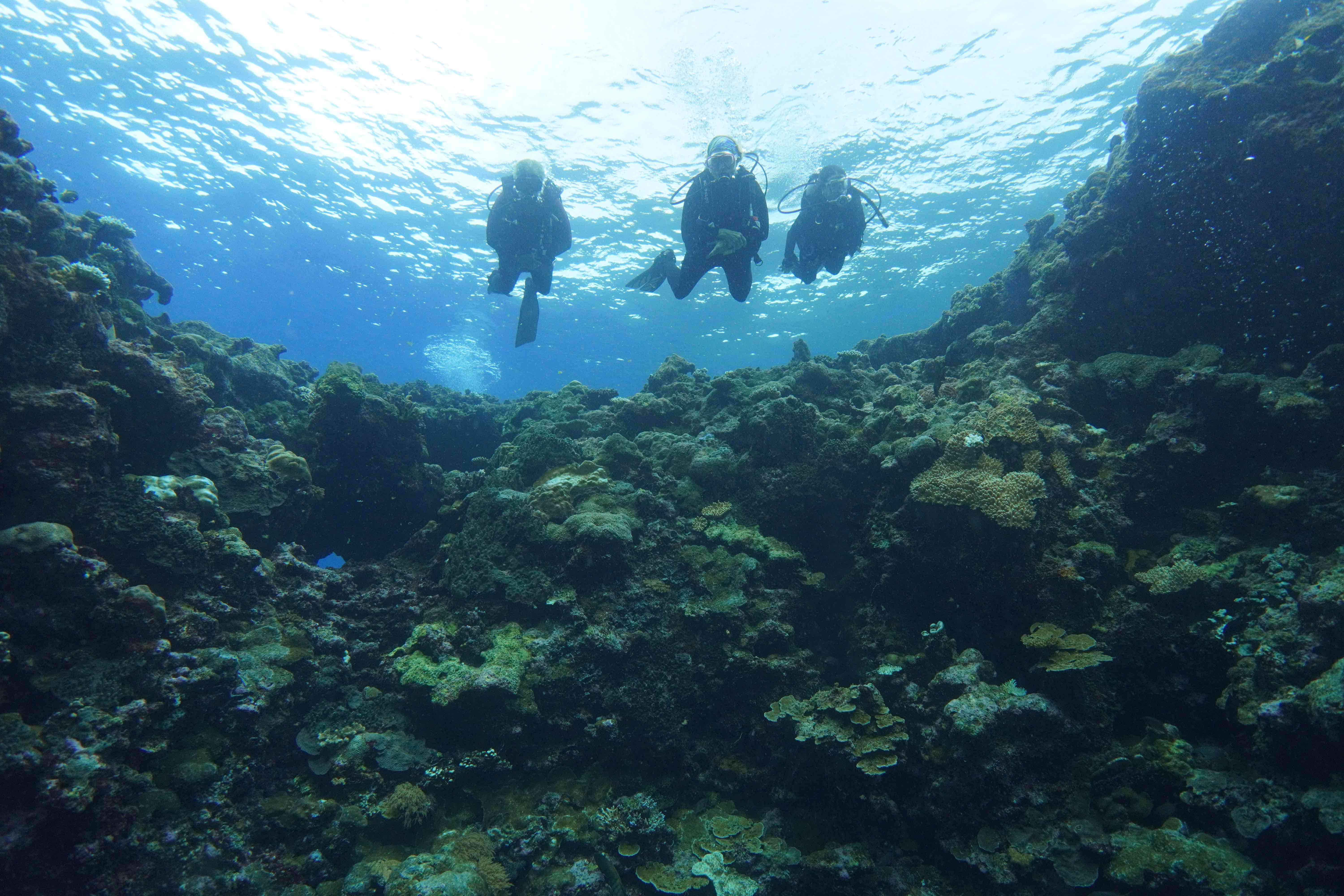 Palau Aggressor II | Adventure Logs