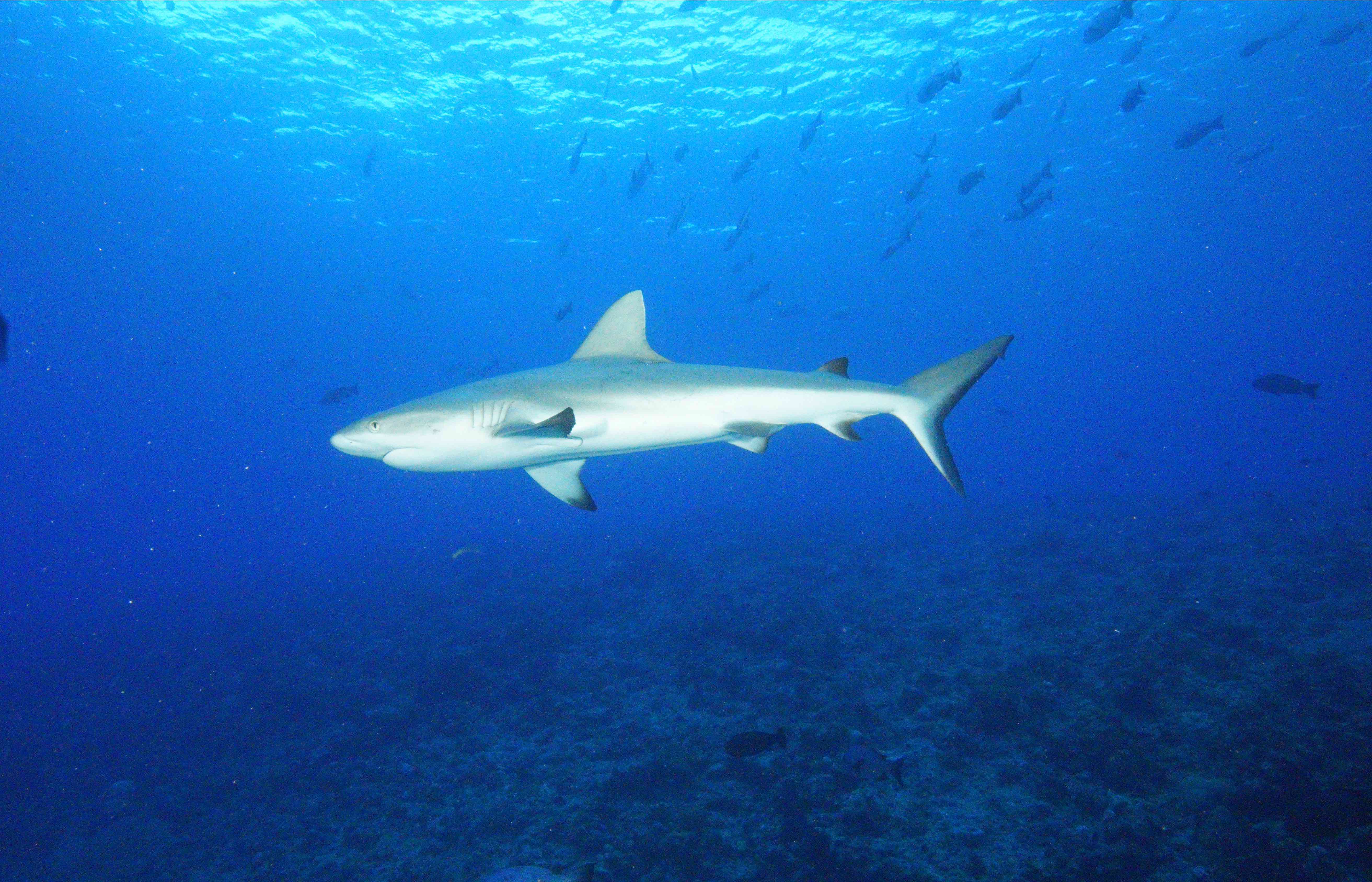 Palau Aggressor II | Adventure Logs