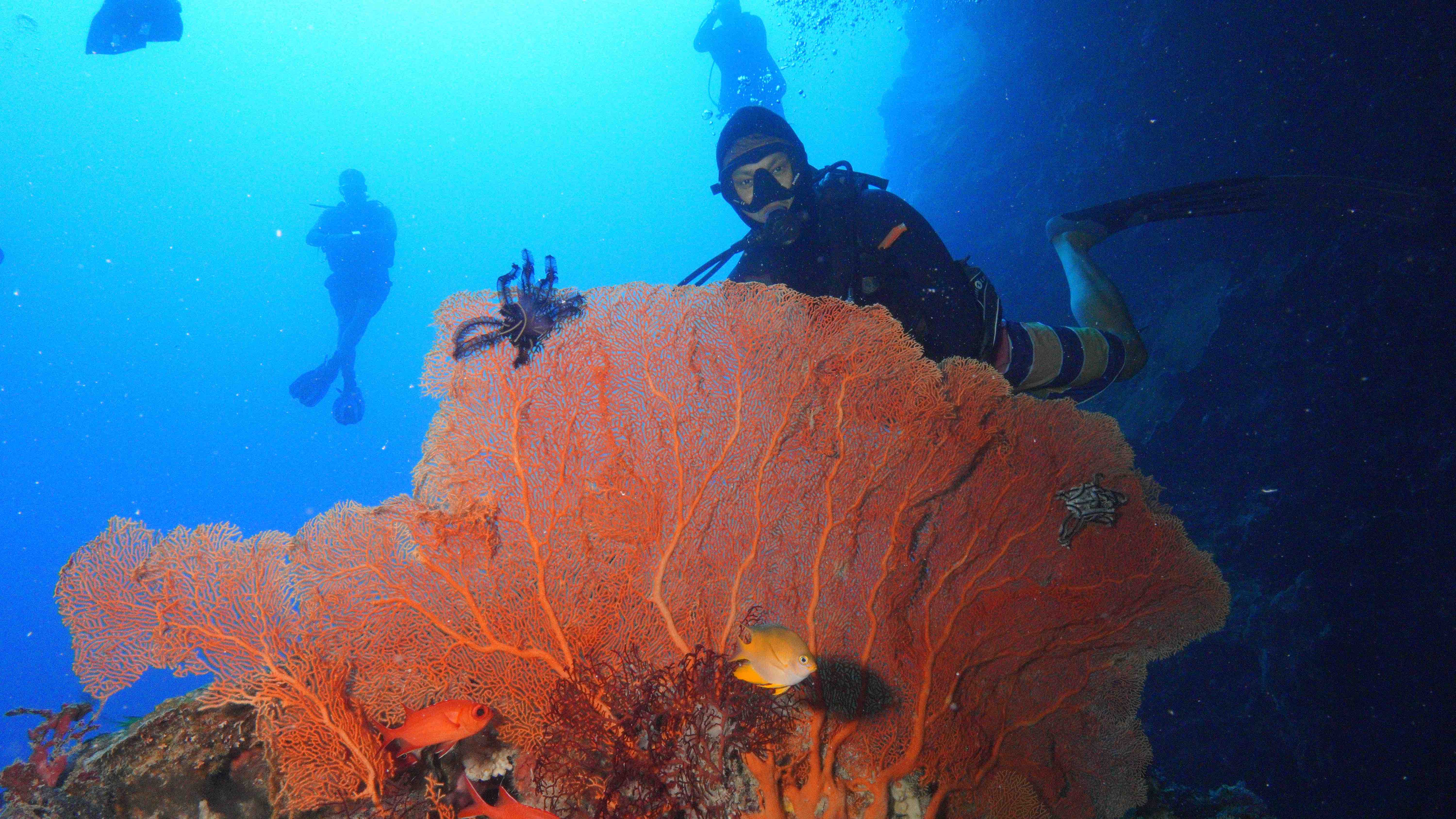 Palau Aggressor II | Adventure Logs