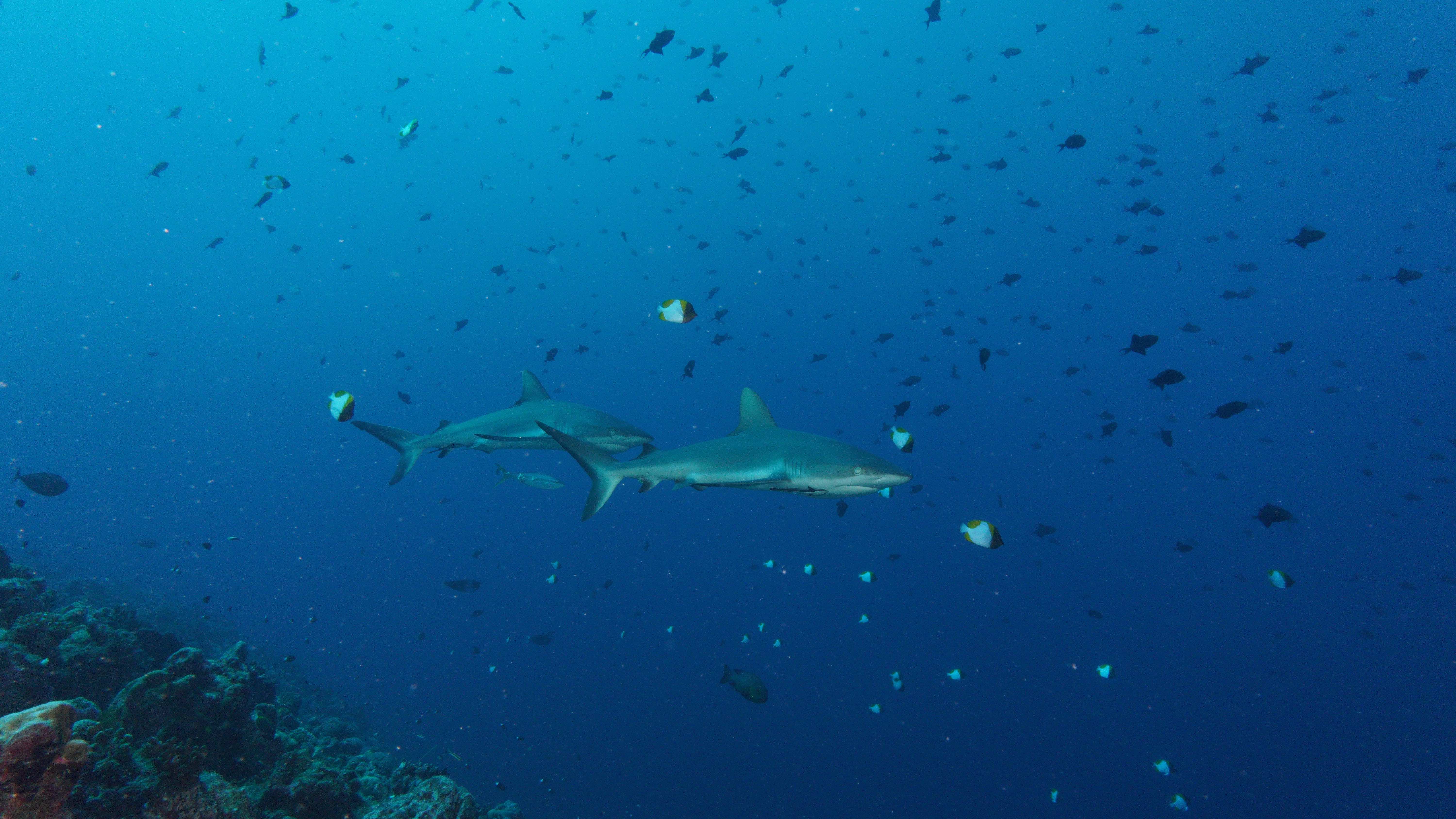 Palau Aggressor II | Adventure Logs