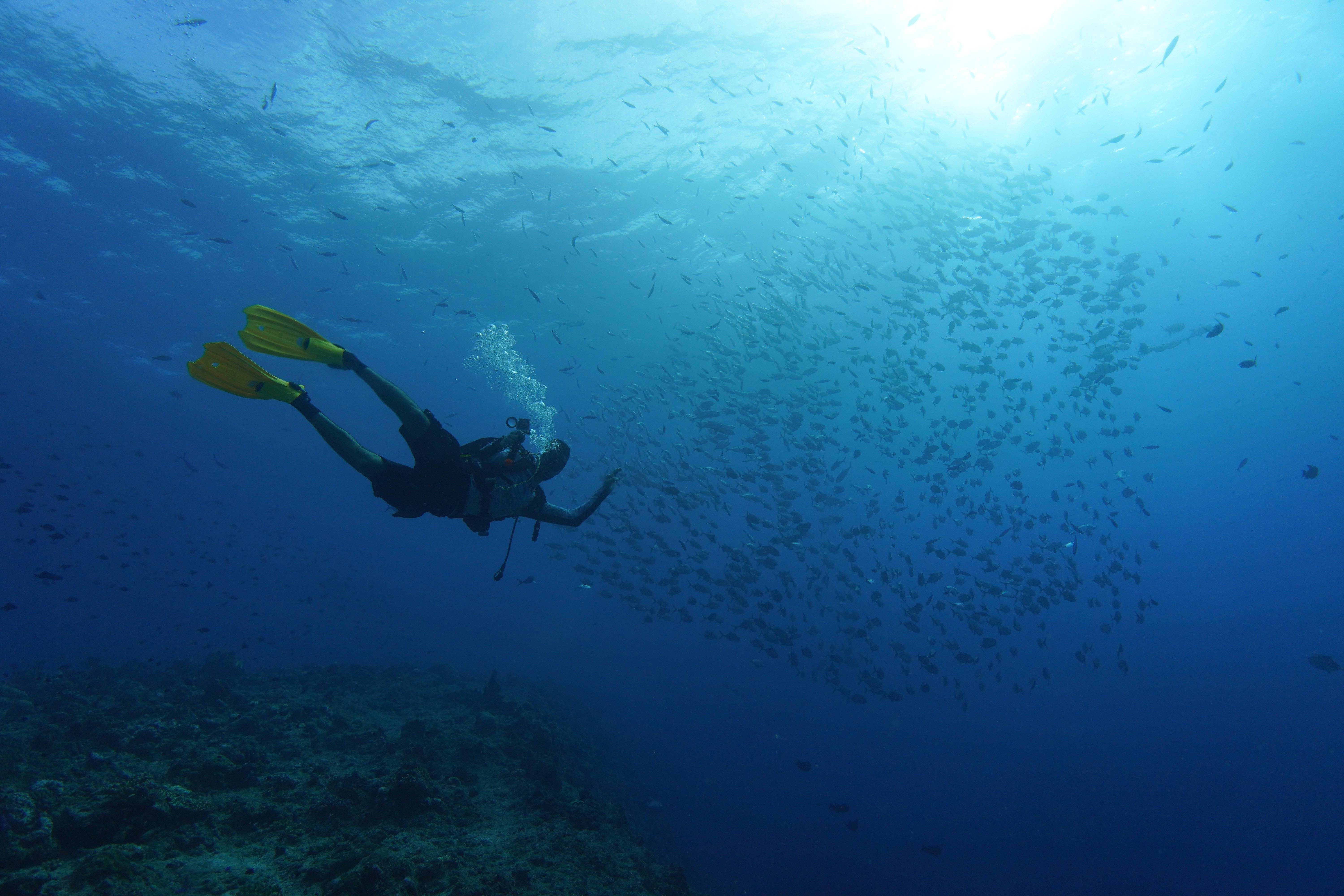 Palau Aggressor II | Adventure Logs