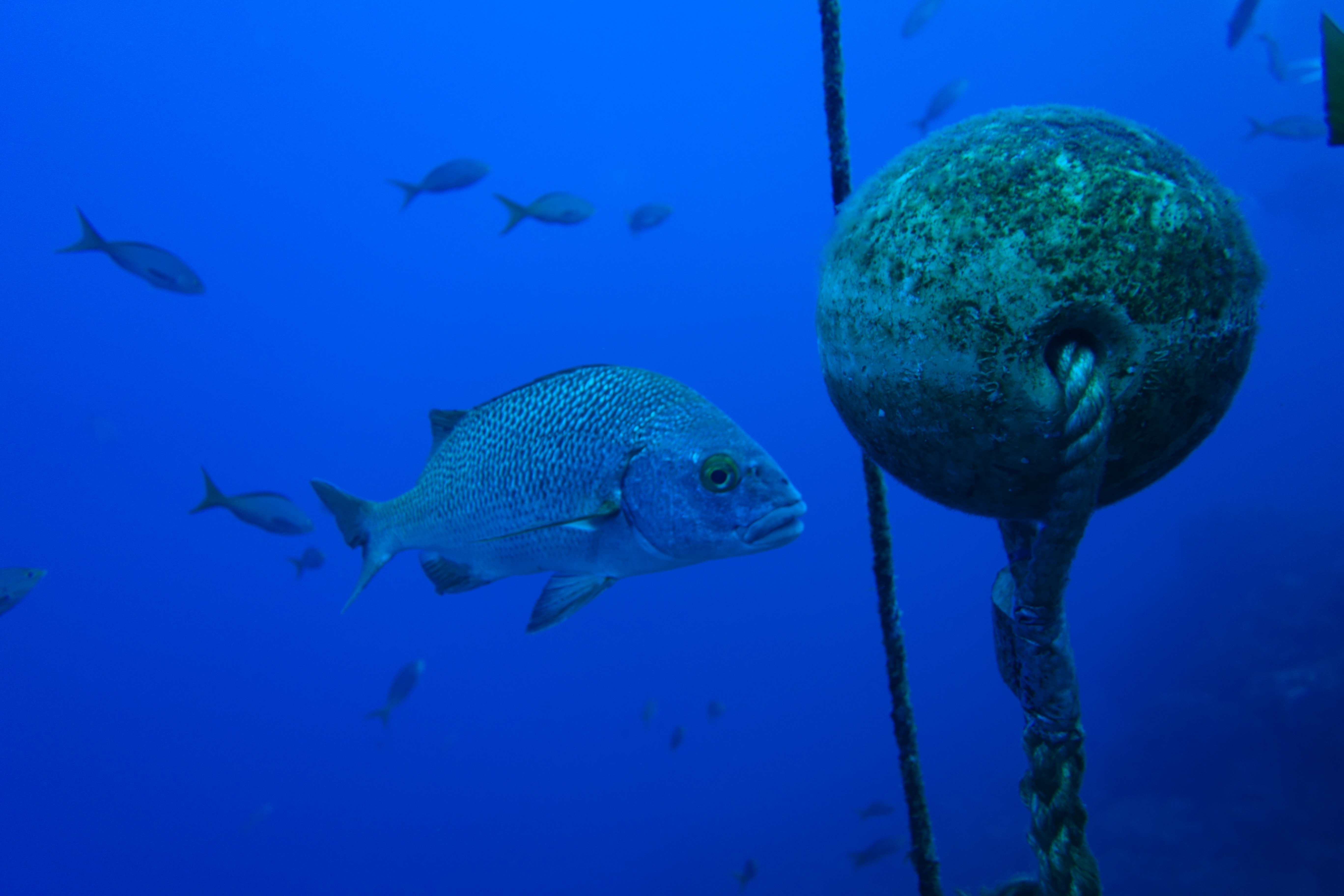 Socorro Aggressor | Adventure Logs